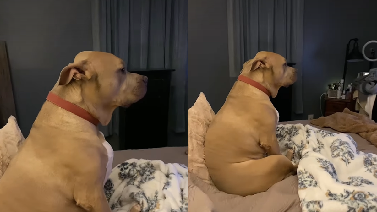 Dog Wants to Watch Seinfeld by Himself in Funny Video - DogTime