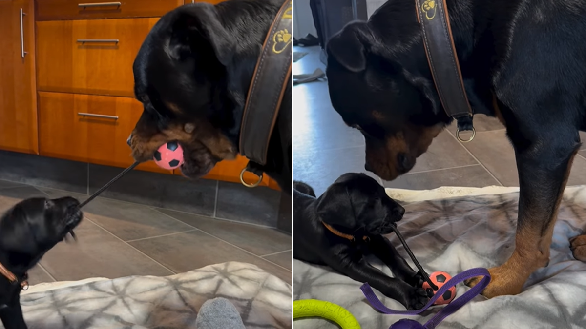 Video: Puppy Gives Big Dog a Good Fight Over Toy Sharing - DogTime