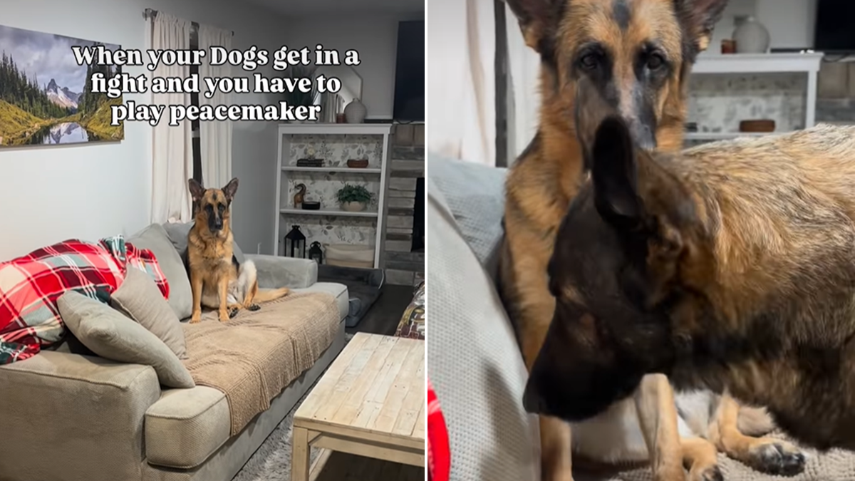 Video: Dogs Get Very 'Awkward' With Each Other After Alleged Fight ...