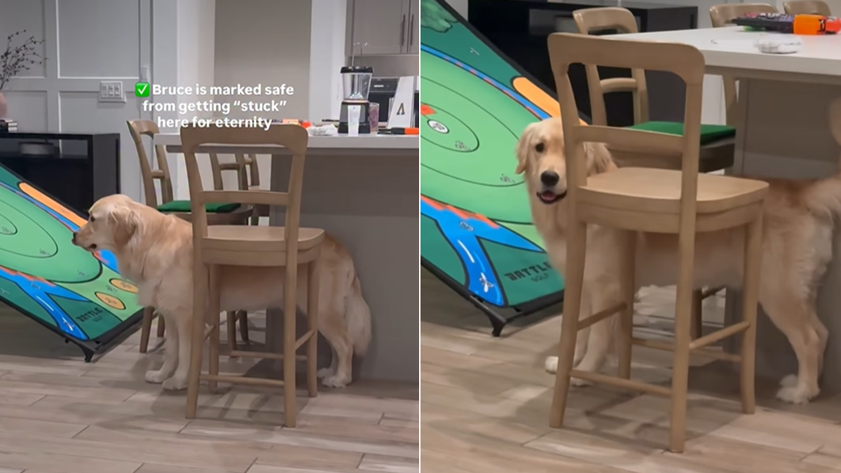 Video: Golden Retriever Complains After Getting Stuck in This Position ...
