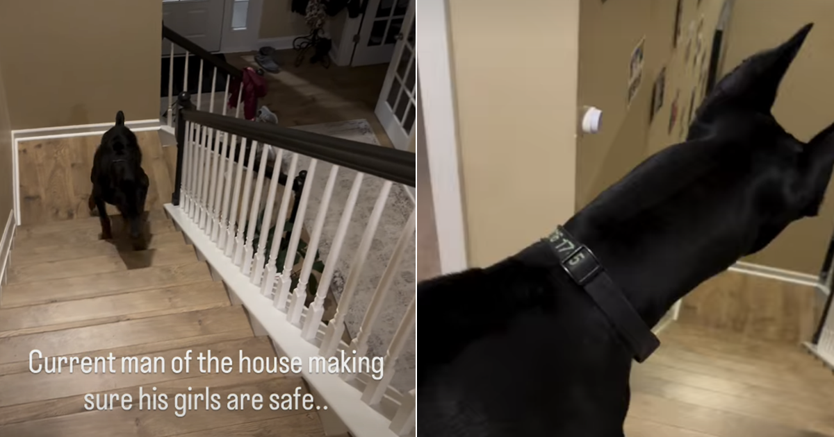 Video: Dog Positions Himself Between Door & Family to Protect Them ...
