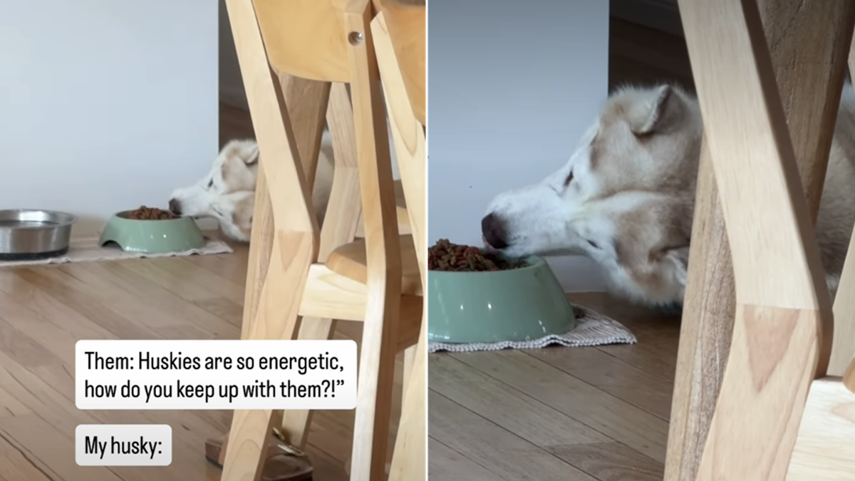 Video Shows Husky Eating While Lying Down Like a Total Pro - DogTime