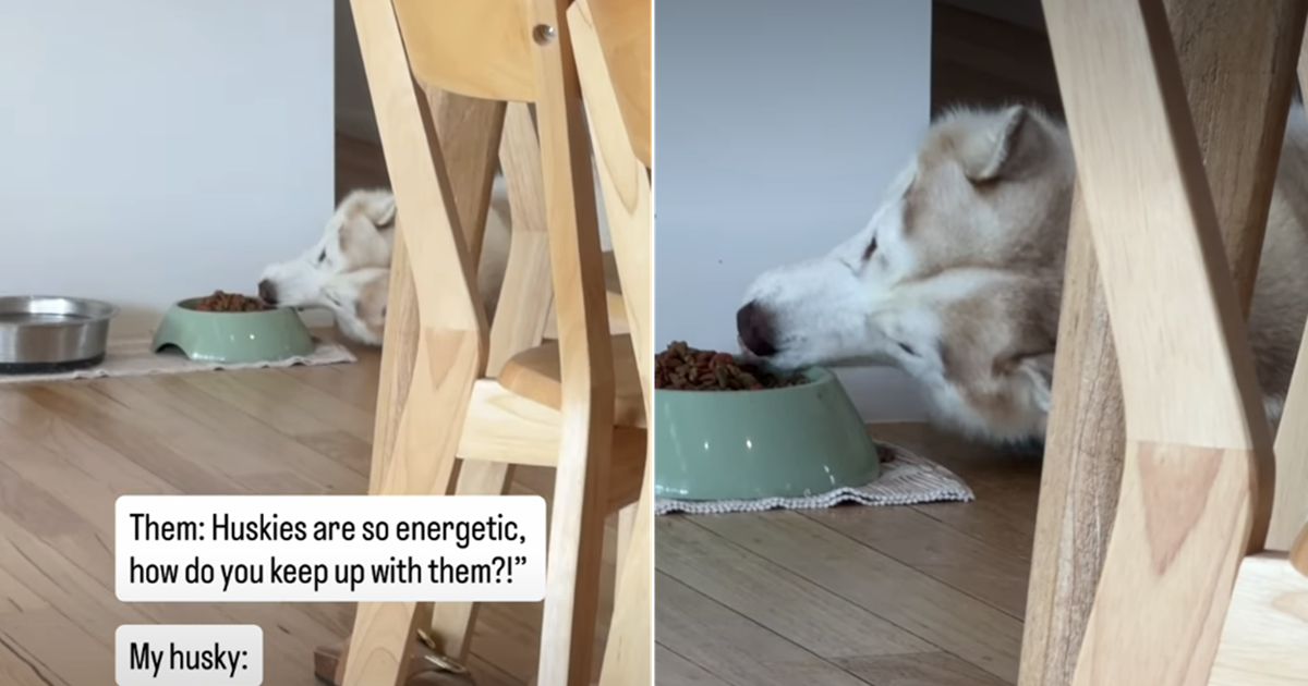 Video Shows Husky Eating While Lying Down Like a Total Pro - DogTime