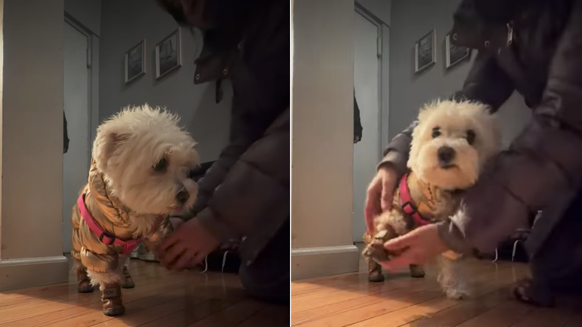 Video: Tiny Dog's Post-Walk Ritual During the Blizzard Goes Viral - DogTime