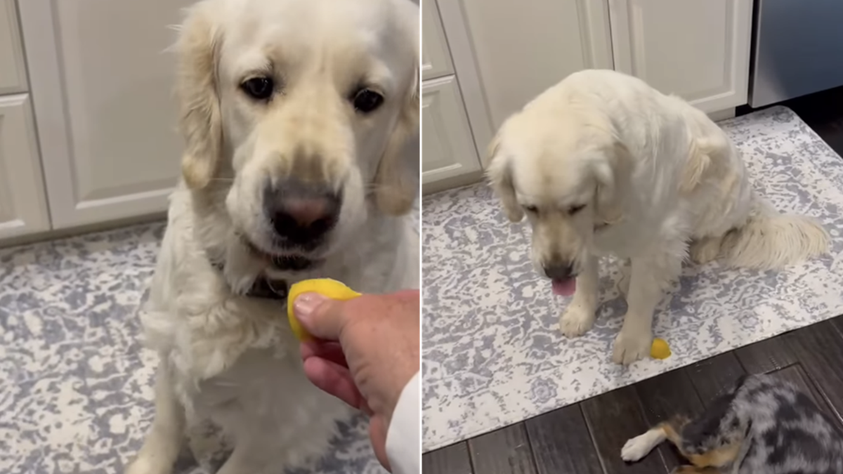 Video: Golden Retriever Pauses After Realizing He Almost Ate a Lemon ...