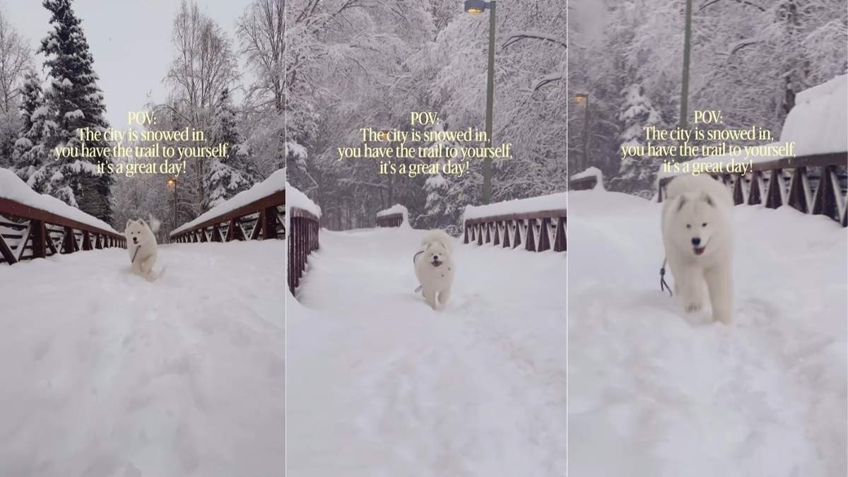 Video: Samoyed Has the Best Time Running Through Snowy Trail - DogTime
