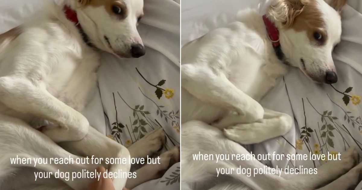Dog Politely Refuses Physical Contact With Owner in Funny Video - DogTime