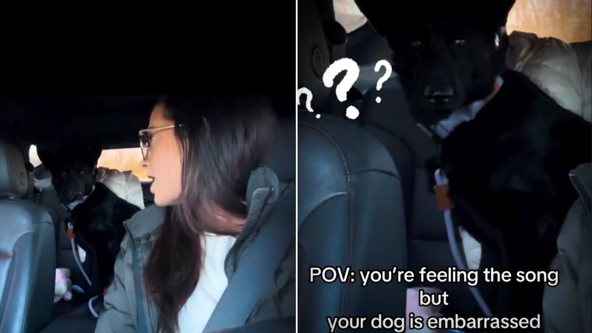 Video: Dog Feels ‘Embarrassed’ by Mom’s Car Act - DogTime