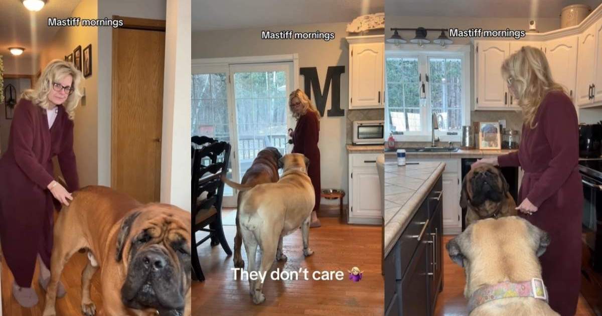 Mastiffs Go Viral for How They Spend Their Sunday Mornings - DogTime