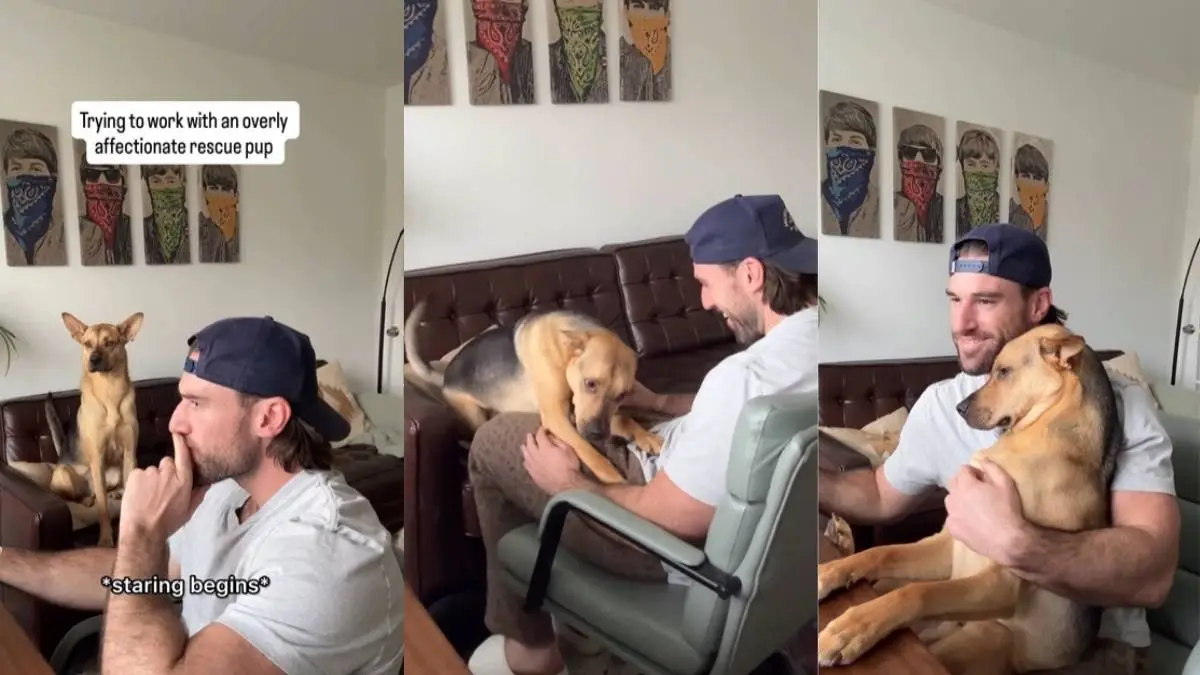 'Overly Affectionate' Rescue Pup Can't Stop Staring at Dad in Adorable ...