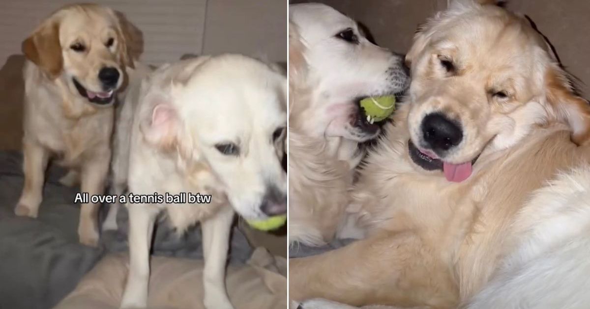 Video: Golden Retrievers Engage In Intense Battle Over Tennis Ball ...
