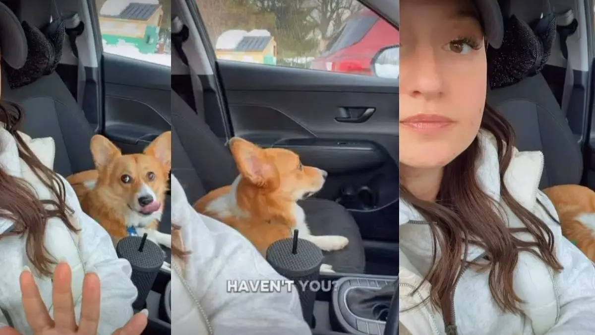 This Corgi's Side-Eye Will Make Your Day - DogTime