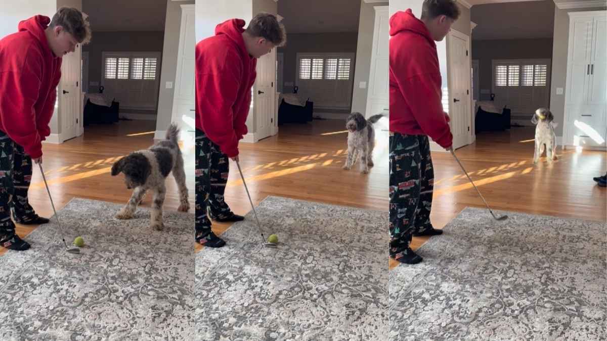Dog's Game of Fetch Involves a Very Different Tool - DogTime