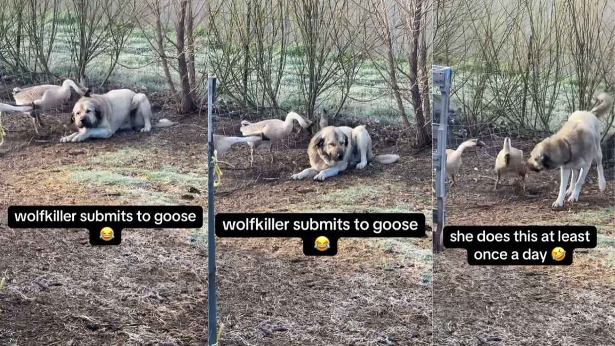 Video: Dog's Attempt to Be Friends With Geese Ends Adorably - DogTime