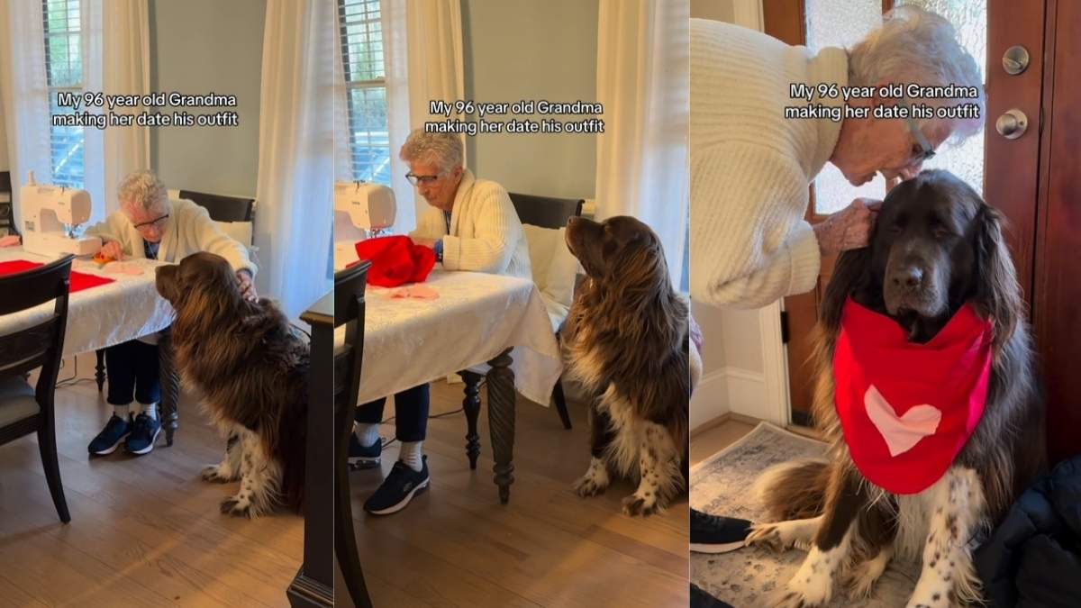 Big Dog Waits Patiently as Grandma Sews His Outfit - DogTime