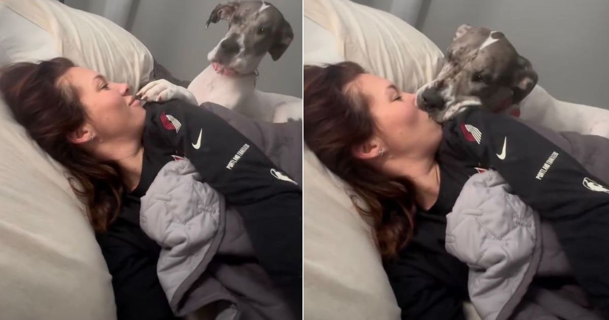 Video: Teenage Great Dane Has Some Things to Say to Owner - DogTime