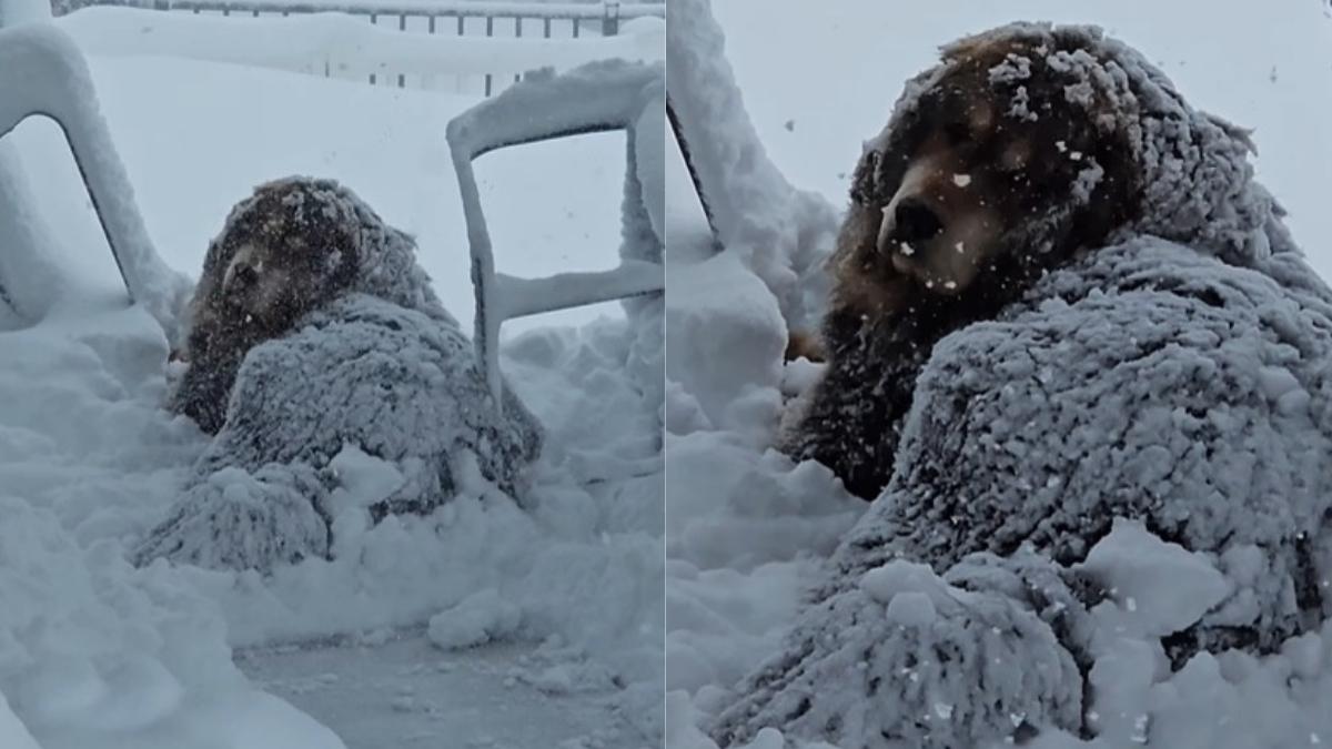 Big Dog Prefers Blizzard to Warm House in Cute Video - DogTime