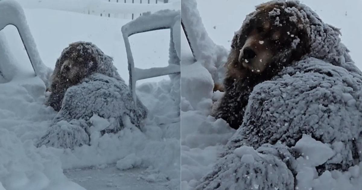 Big Dog Prefers Blizzard to Warm House in Cute Video - DogTime
