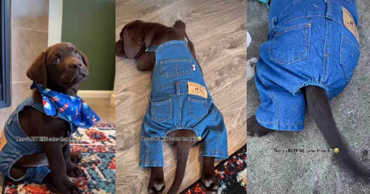 Video: Labrador Puppy Looks Absolutely Adorable in Denim Fit - DogTime