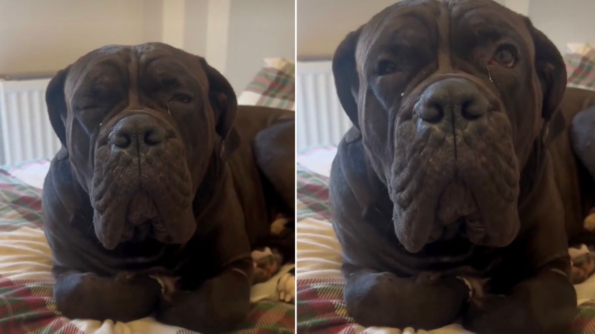 Video: Rescue Dog Learned How to Loaf Because of His Past - DogTime