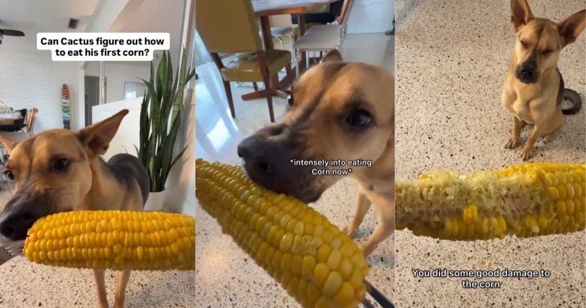 Video Shows Rescue Pup Learning How to Eat His First Corn on the Cob ...