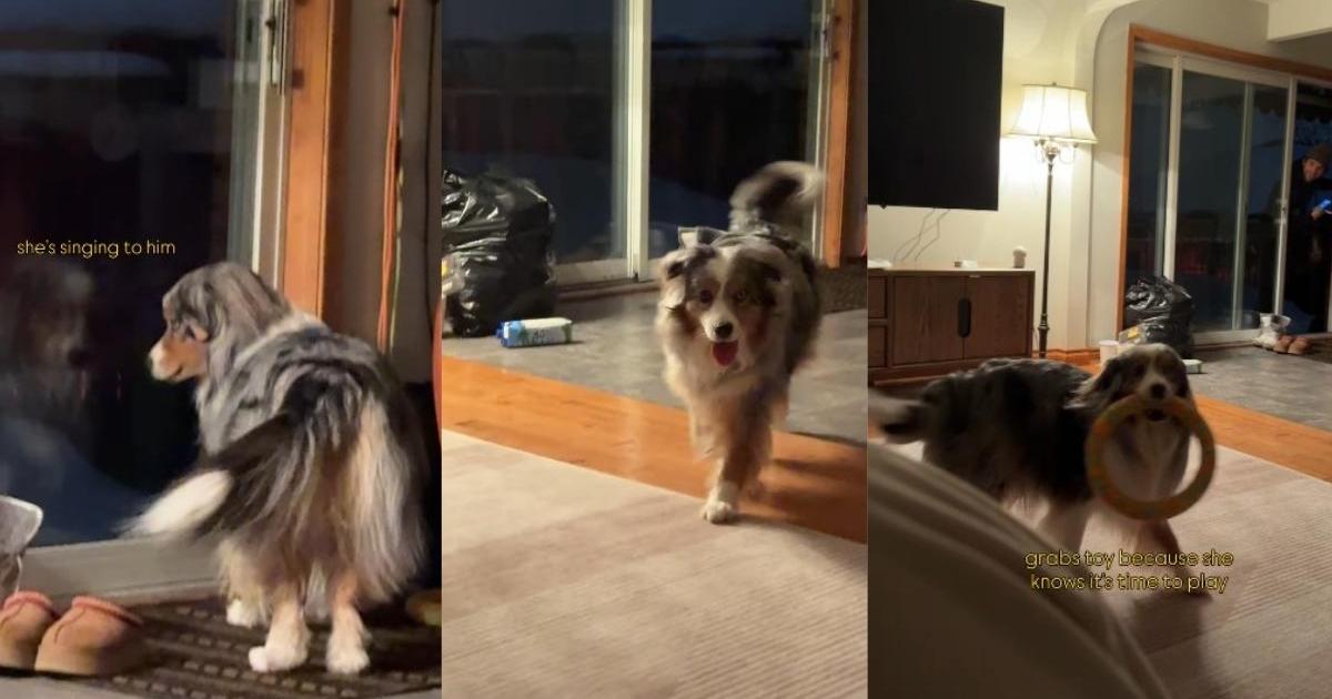 Video of Dog Waiting for Owner's Boyfriend Melts Hearts - DogTime