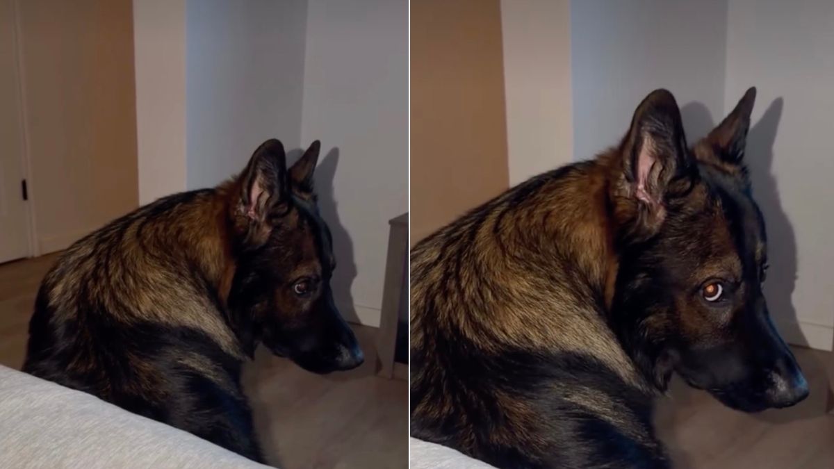 Cute Video Shows Dogs Can Really Get 'Mad' at Owners - DogTime