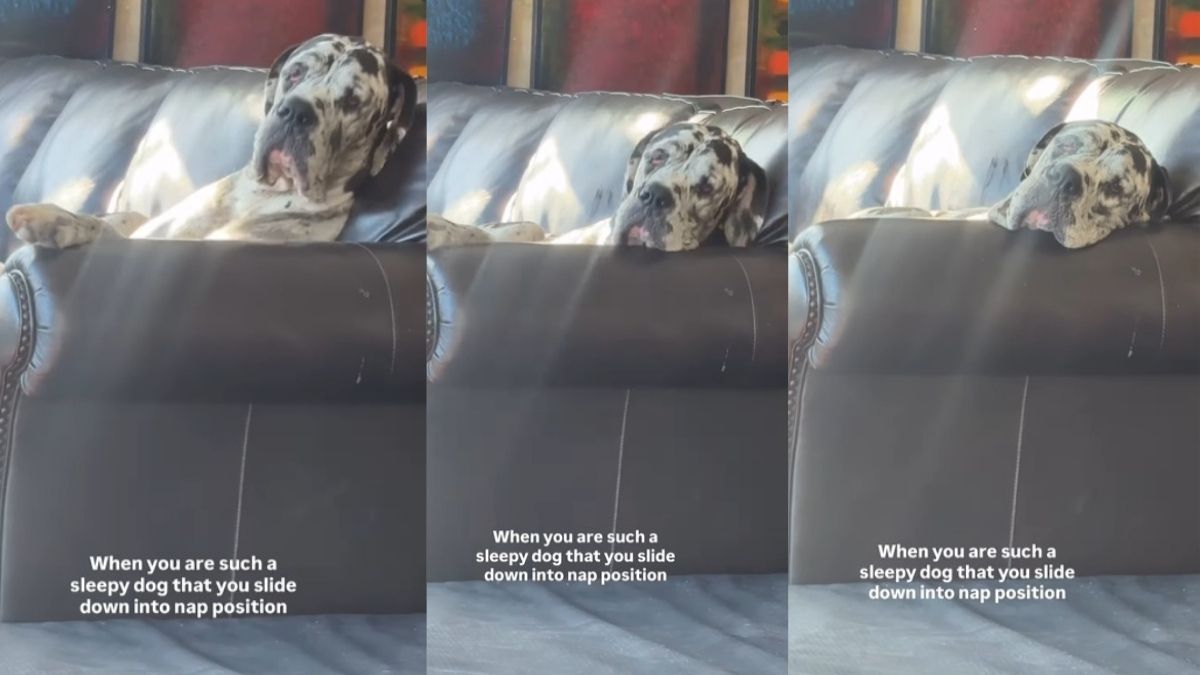 Watch a Big Sleepy Dog Slide Into Position for a Nap in Adorable Video ...