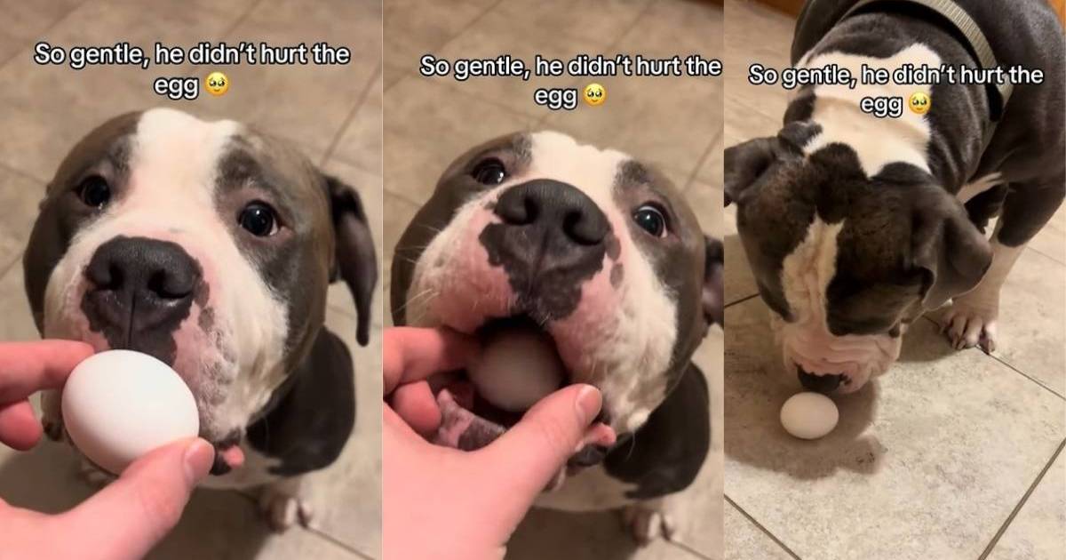 This Dog's Way of Handling an Egg Will Leave You Surprised - DogTime