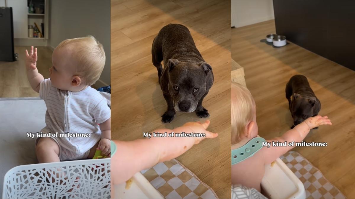 Video: Dog & Baby Deliver a Milestone Moment - DogTime