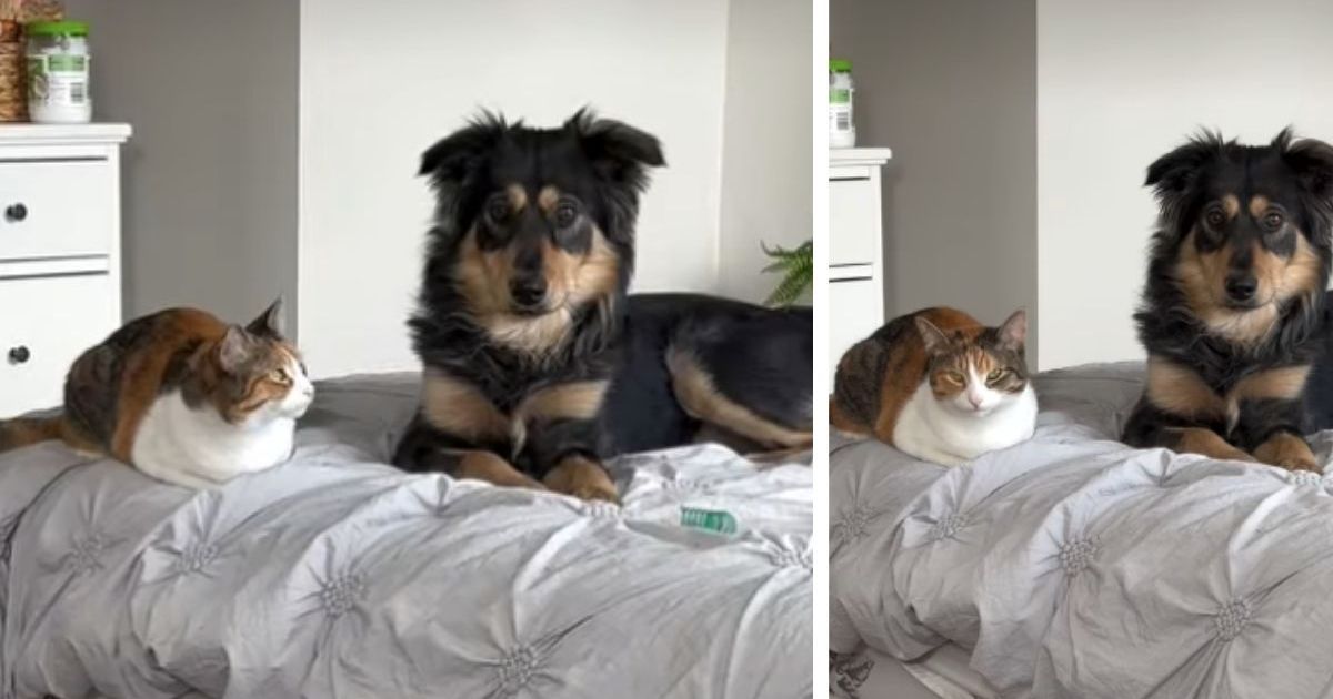 Video: Dog Is Super Surprised to Learn That Cats Meow - DogTime