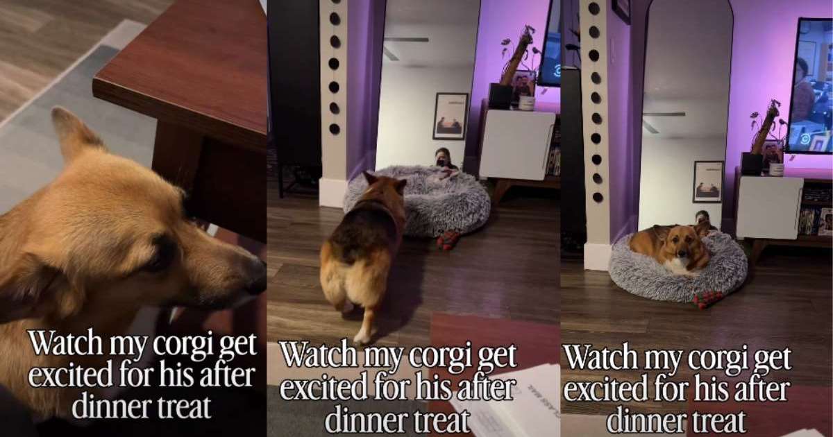 Dog Is More Than Prepared for His After Dinner Treat in Cute Video ...