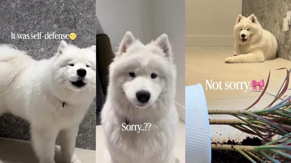 Video: Samoyed 'Reports Herself' to Owner After Mischief - DogTime