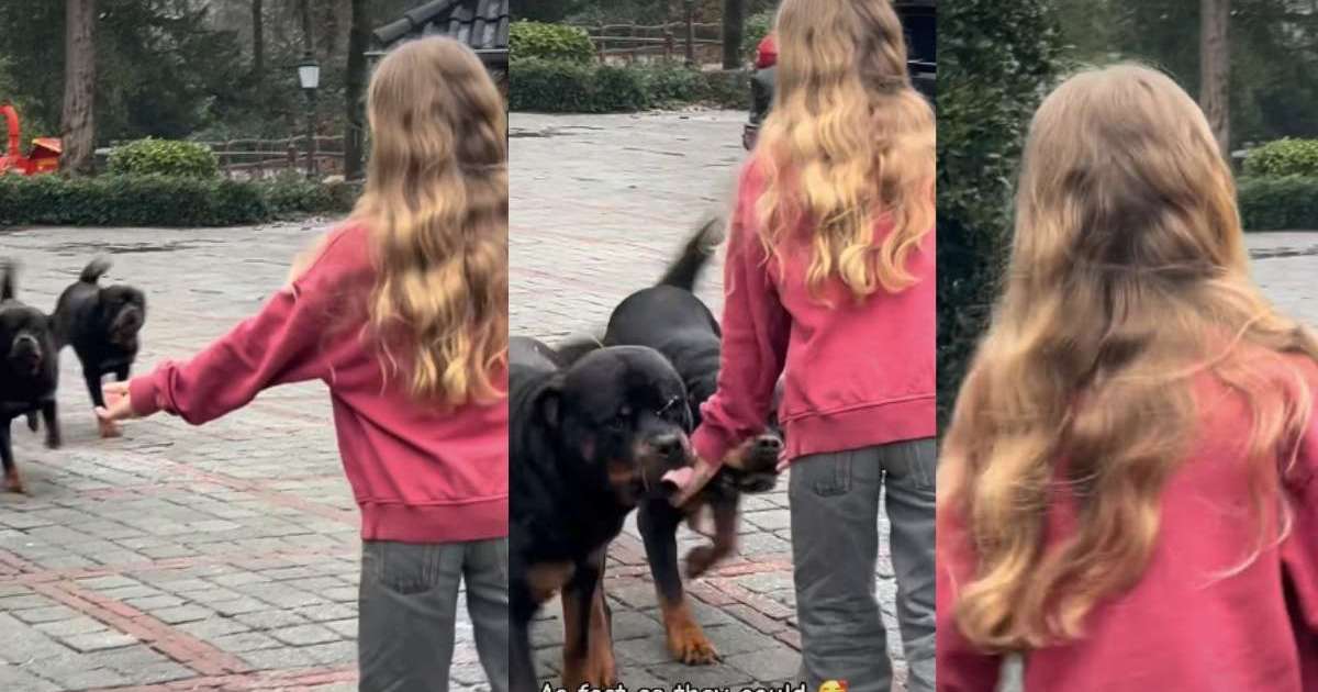 Dogs Ran to the Kid as Soon as She Called Out to Them in Adorable Video ...