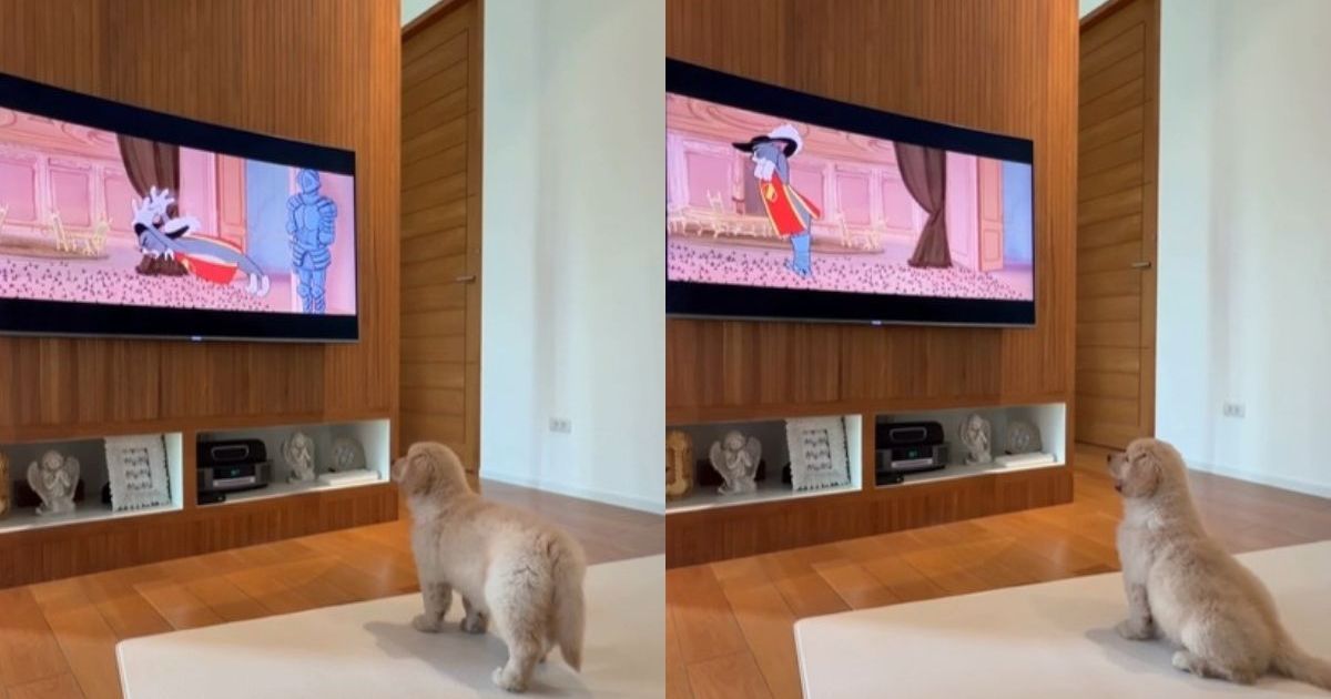 Video: Golden Retriever Puppy Sits to Watch Tom & Jerry - DogTime