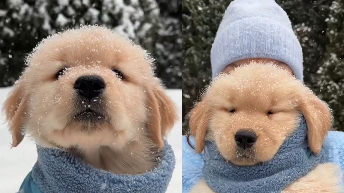 Video: Puppy Enjoys Snowy Weather With Owners - DogTime