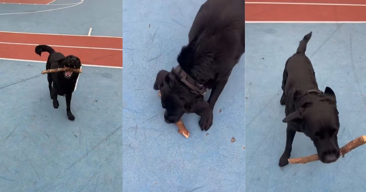 Dog Collects Sticks & Shows Them to Owner in Adorable Video - DogTime
