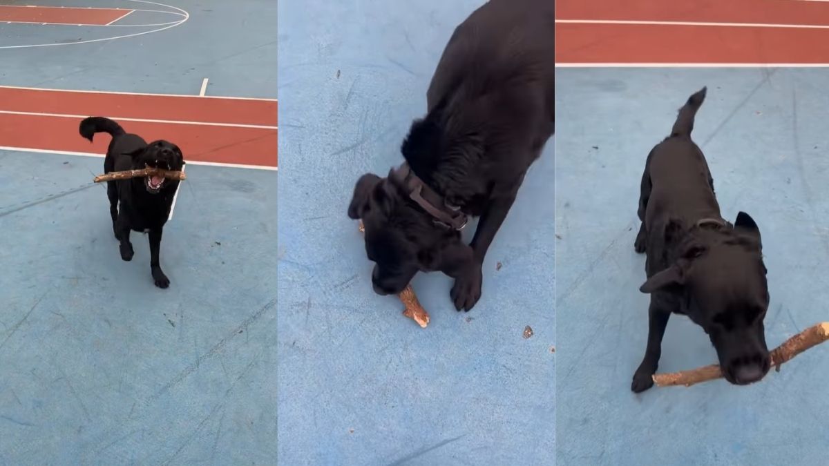 Dog Collects Sticks & Shows Them to Owner in Adorable Video - DogTime