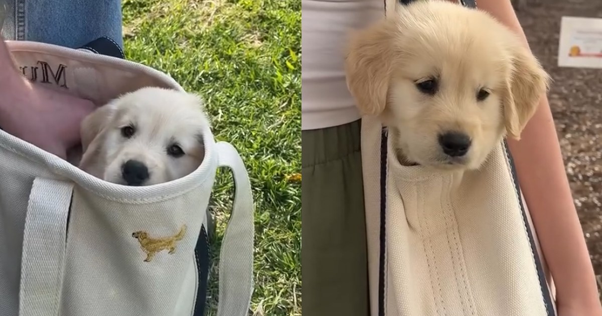 Video Shows How Golden Retriever Puppy Goes Out Without Touching the ...