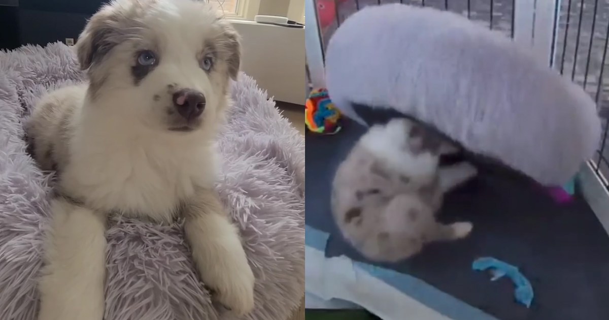 Video: Puppy Has a Bed but Hasn't Been Using It Right - DogTime