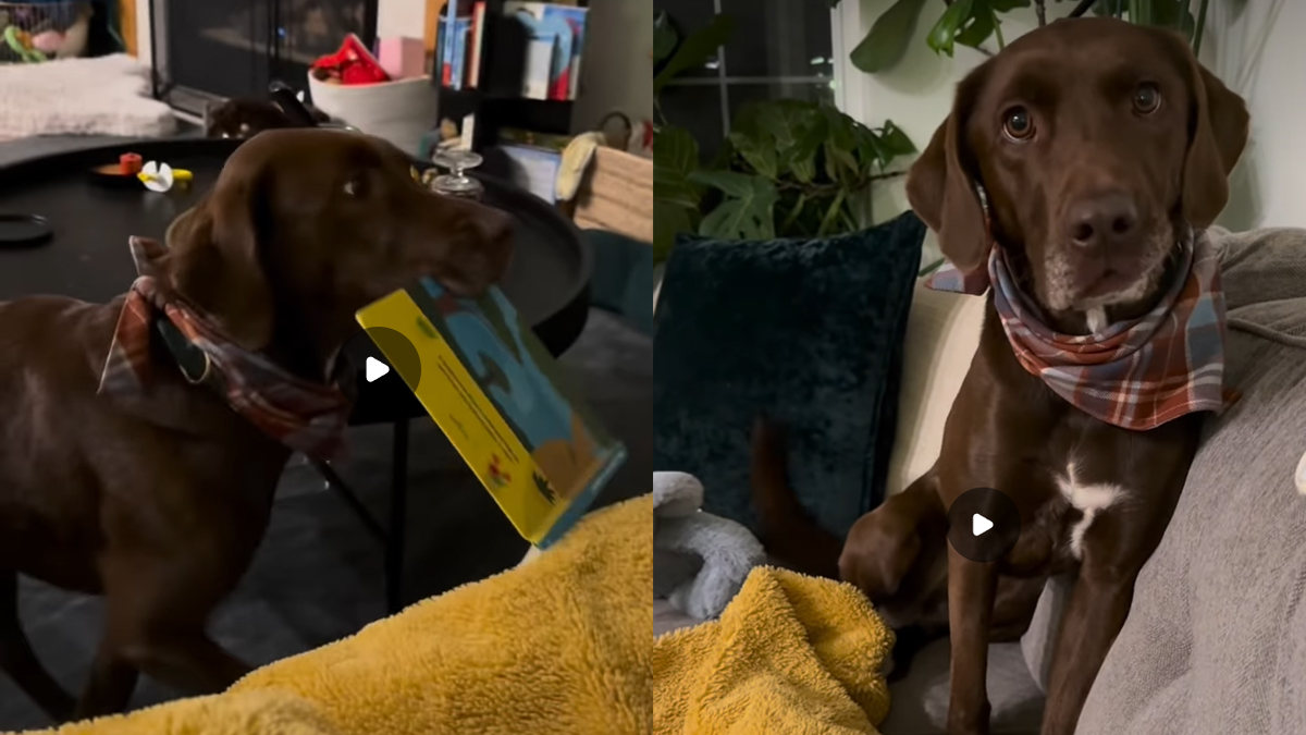 Video: Dog Never Misses Book Reading Ritual at Day’s End - DogTime