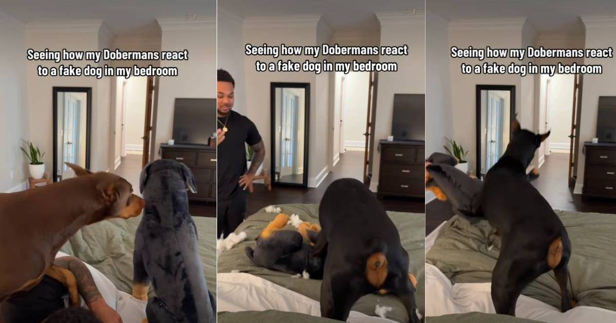 Video: Big Dogs React to a Fake Dog Kept in Owner's Bed - DogTime