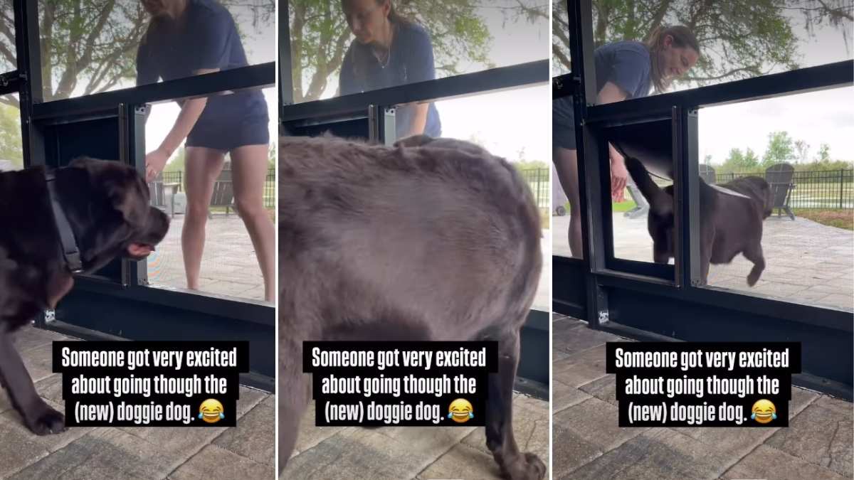 Video: Labrador Gets Thrilled After Passing Through New Dog Door - DogTime