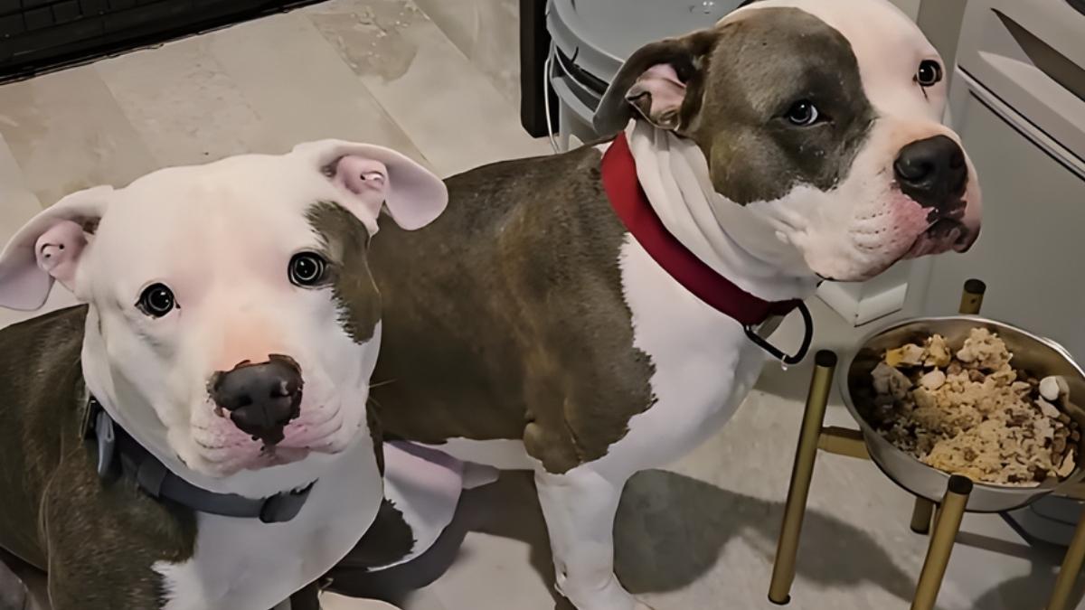 Video: Dogs Can Barely Wait for Owner to Finish Praying Before Dinner ...