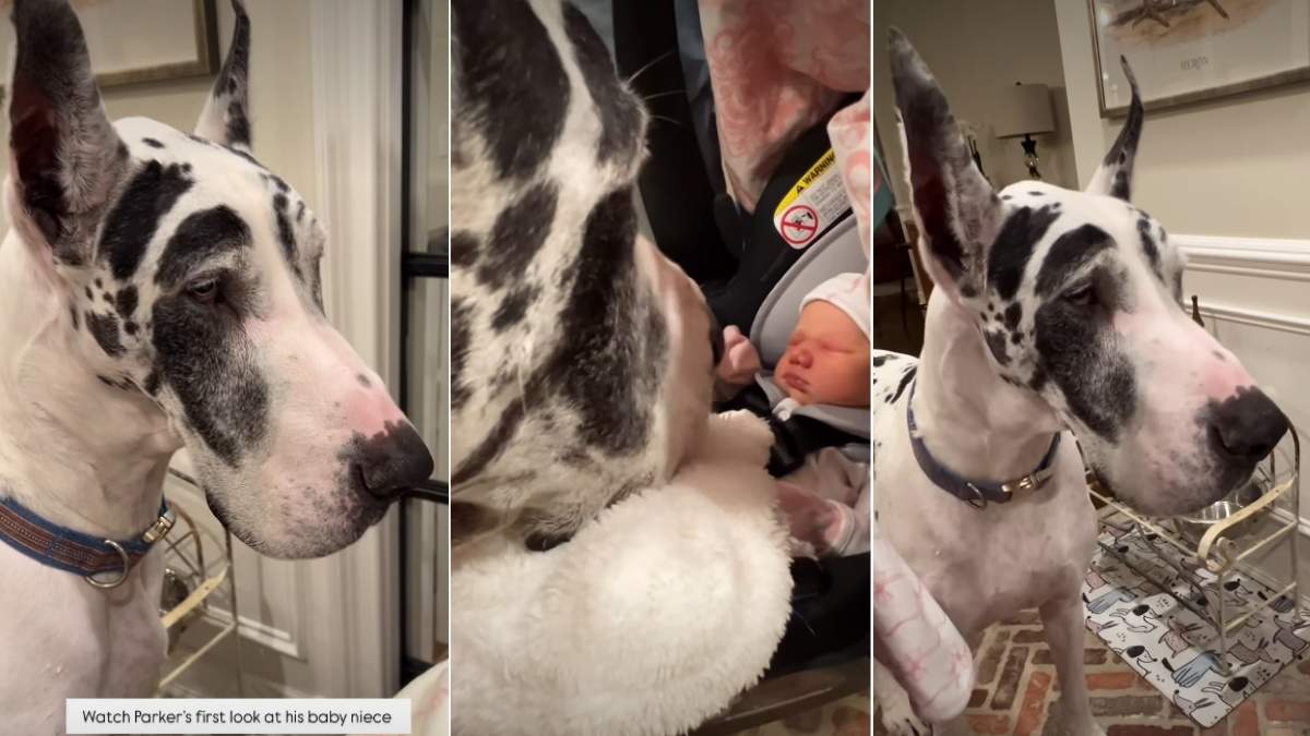 Big Dog's First Look at His Baby Niece Is All Kinds of Adorable - DogTime
