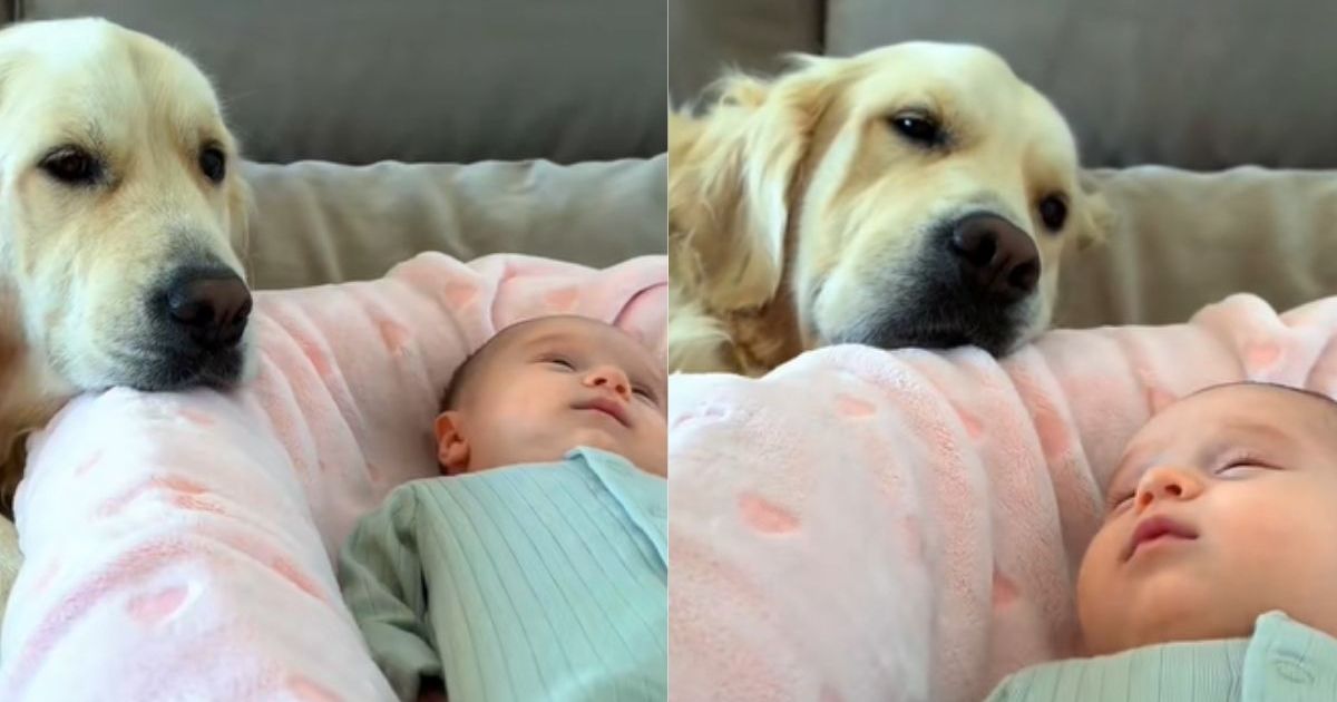 Golden Retriever Wants to Be Where the Baby Is in Heartwarming Video ...