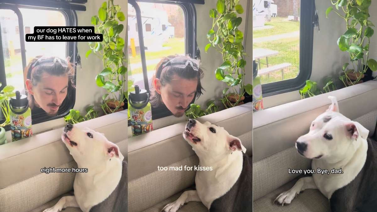 Video: Dog Doesn't Want Dad to Leave for Work - DogTime