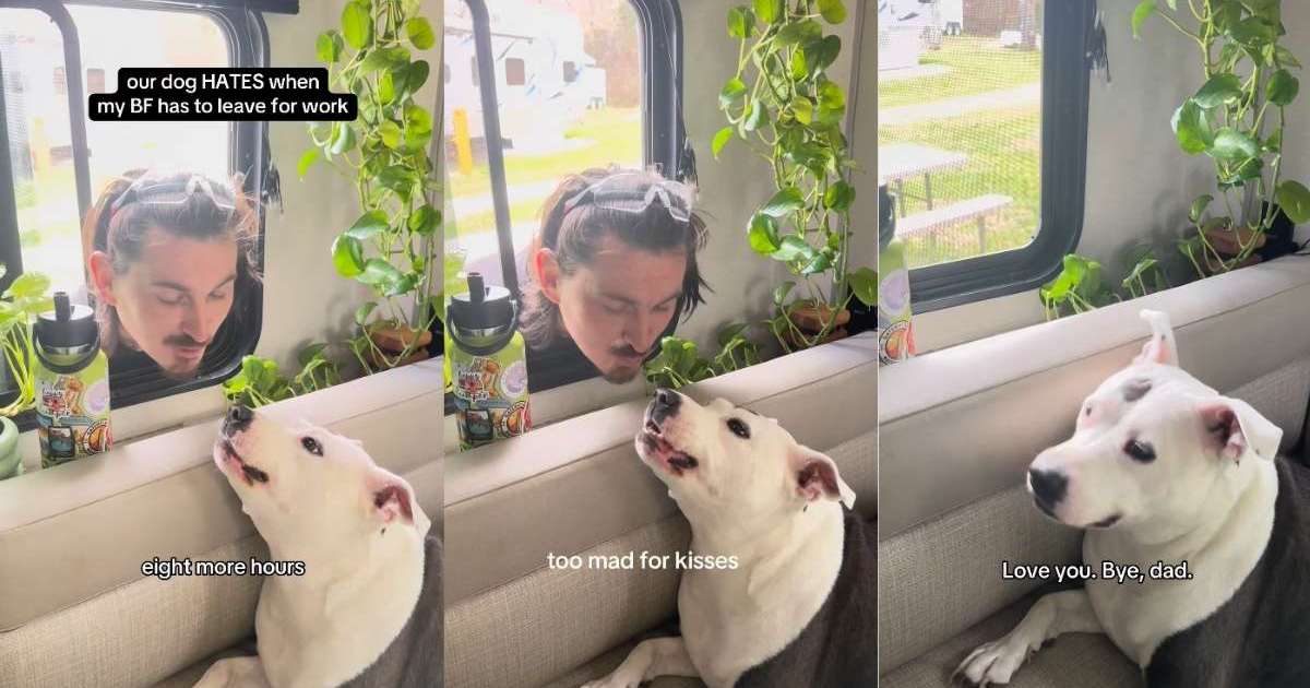 Video: Dog Doesn't Want Dad to Leave for Work - DogTime