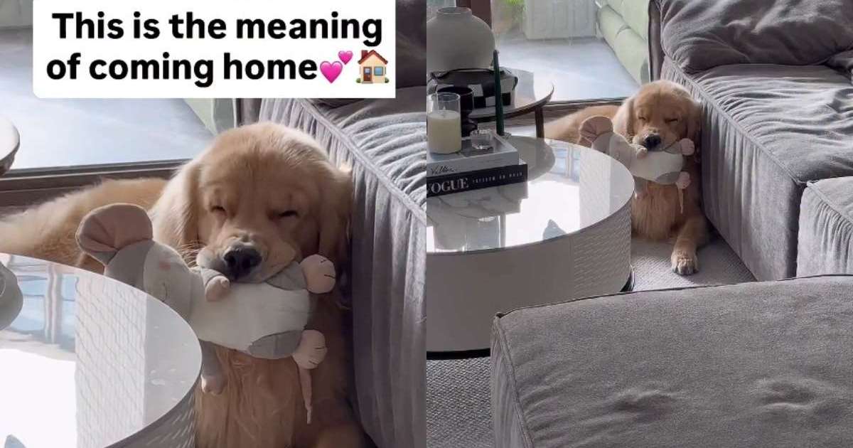 Video: Dog Welcomes Owner Home With Favorite Toy - DogTime