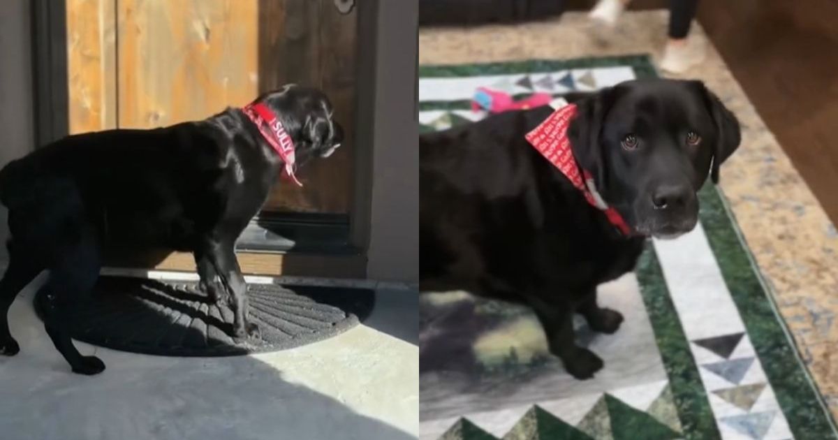 Video: Labrador Taken By Surprise After Mom Drops Him Off at Grandma's ...